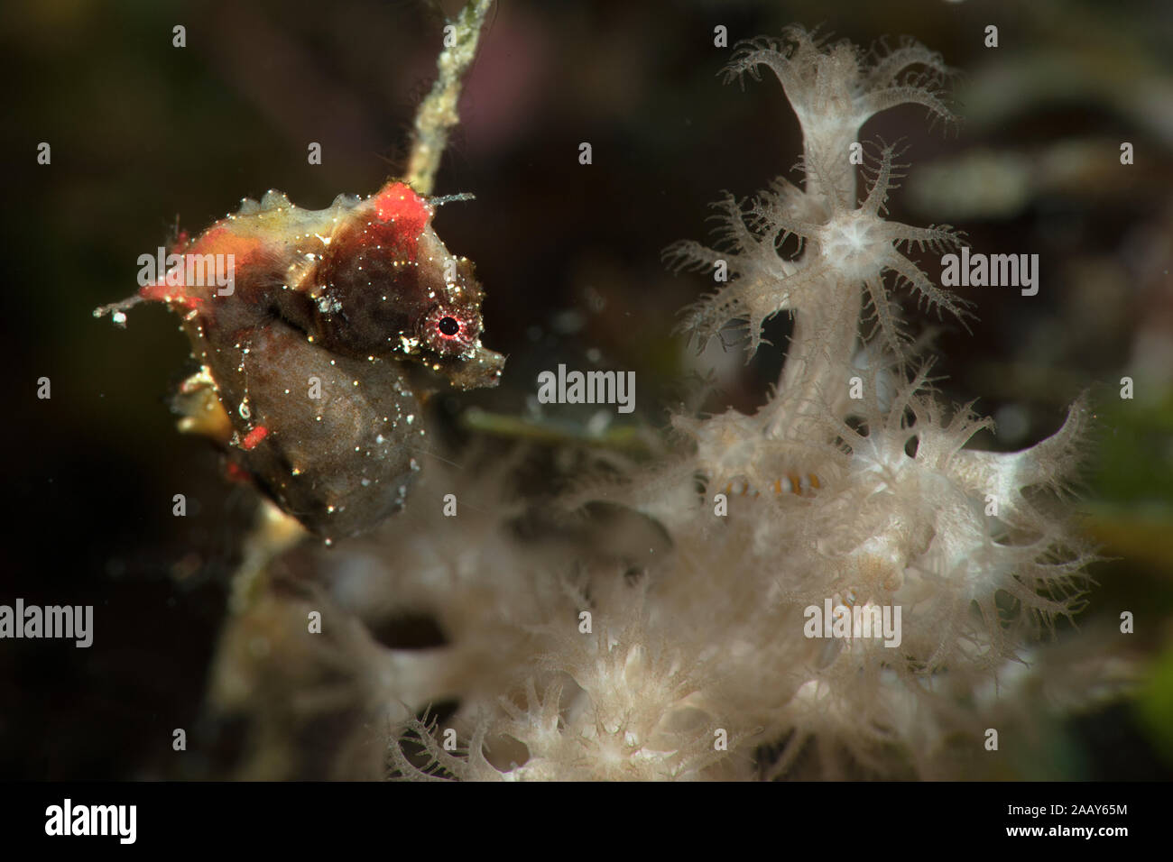 Pontoh's pygmy seahorse (Hippocampus pontohi). Underwater macro ...