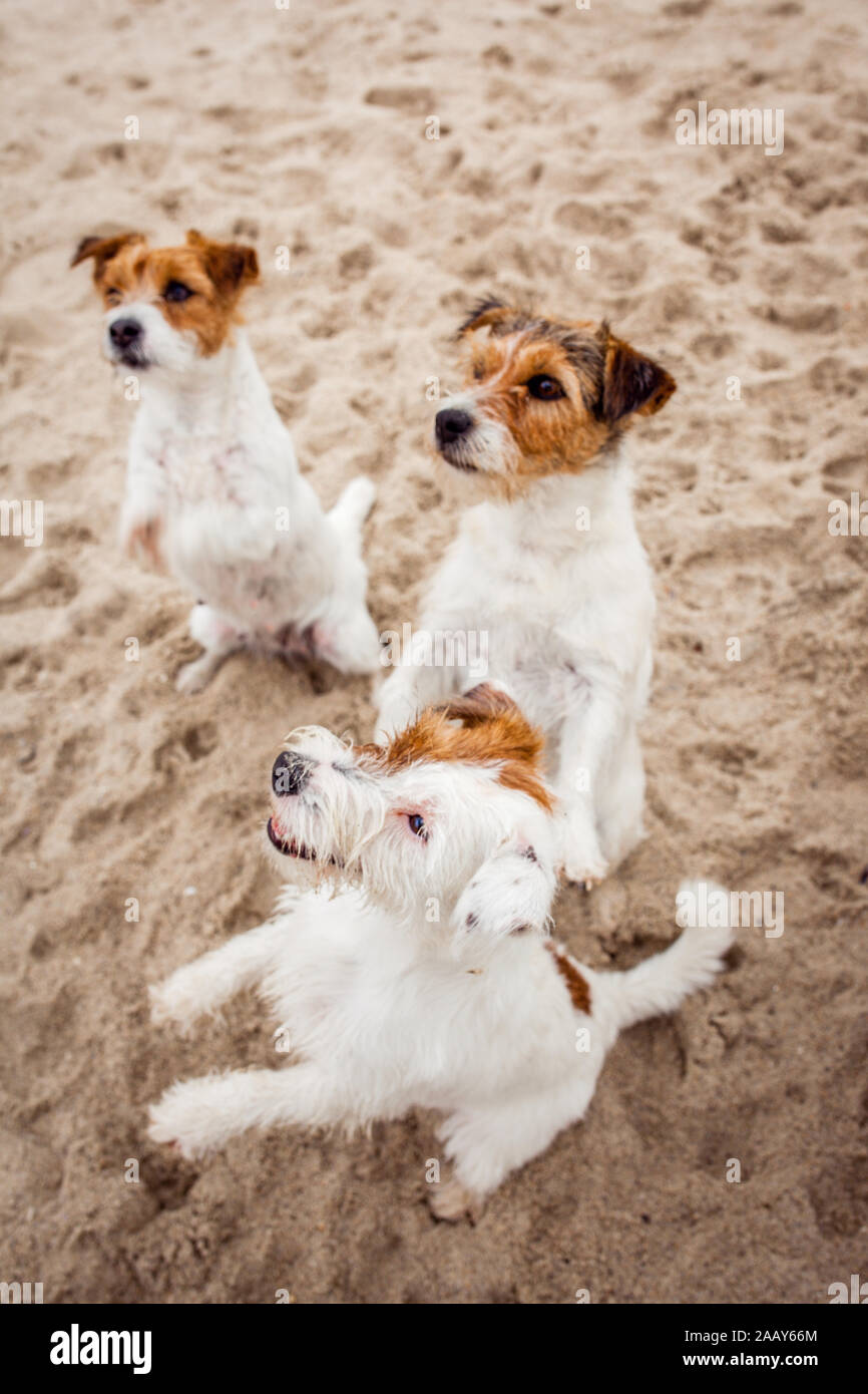Dogs are best friends hi-res stock photography and images - Alamy