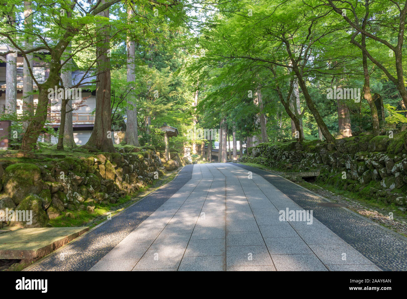 Summer view of temple path through forest trees, Eiheiji, Fukui ...