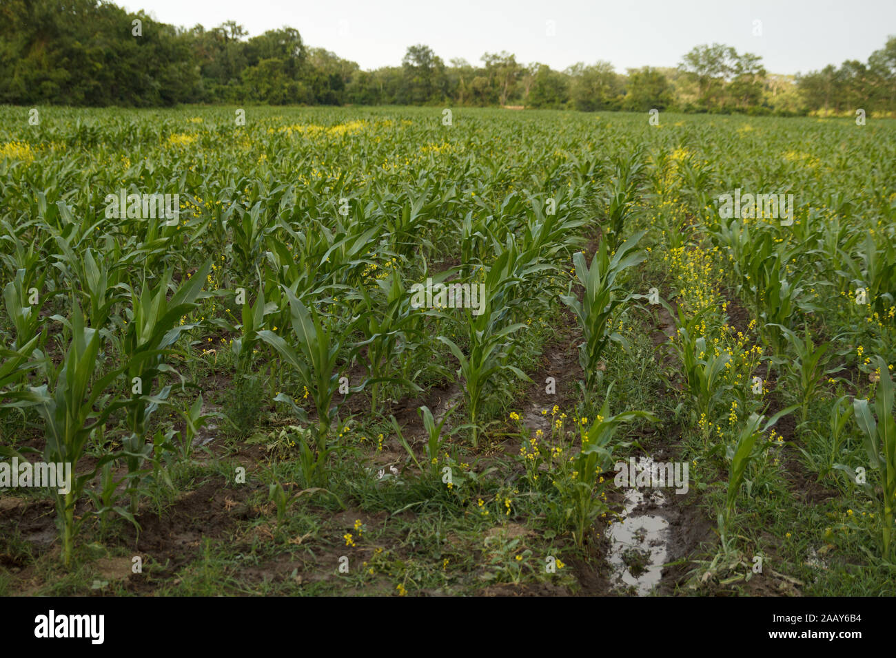 Stalks of corn hi-res stock photography and images - Alamy