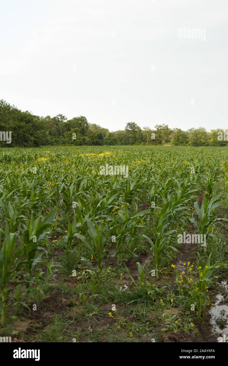Corn stalks in the corn field. Agriculture. Corn harvest. Rural life ...