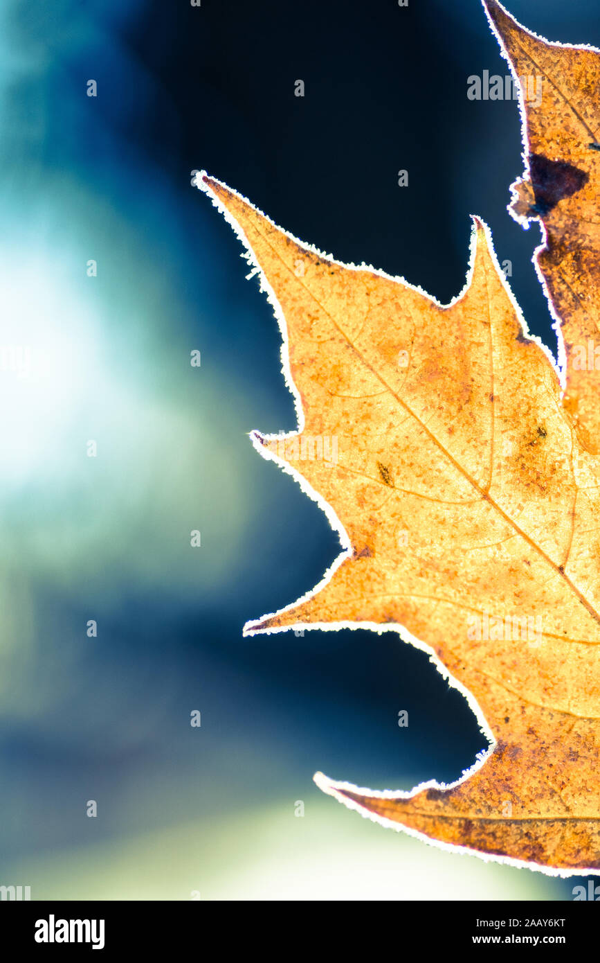 Maple leaf edge close up against dark background Stock Photo - Alamy