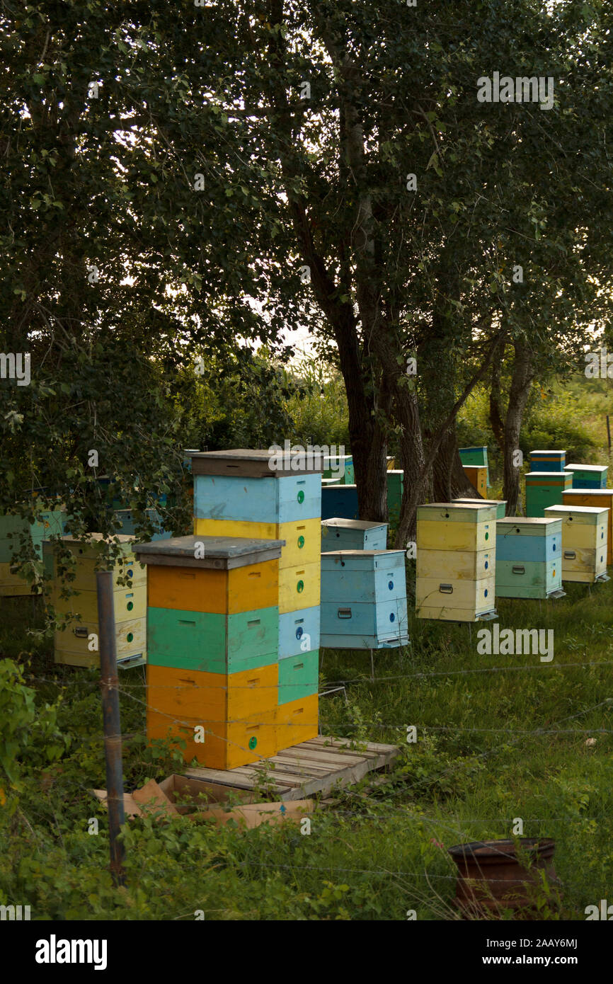 Beehive in colorful wooden boxes under the trees in wood. Rural area ...