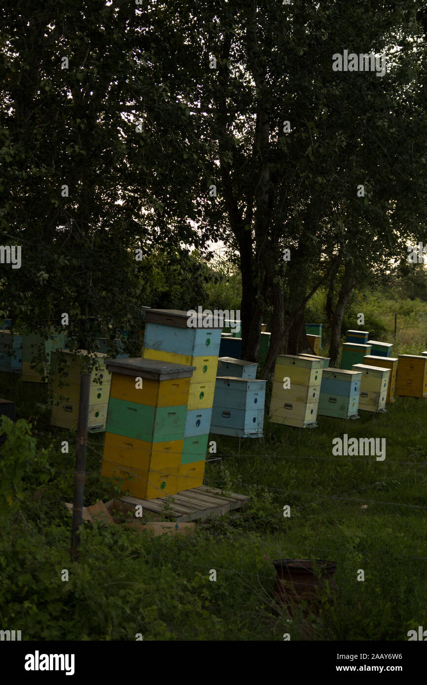 Beehive in colorful wooden boxes under the trees in wood. Rural area ...