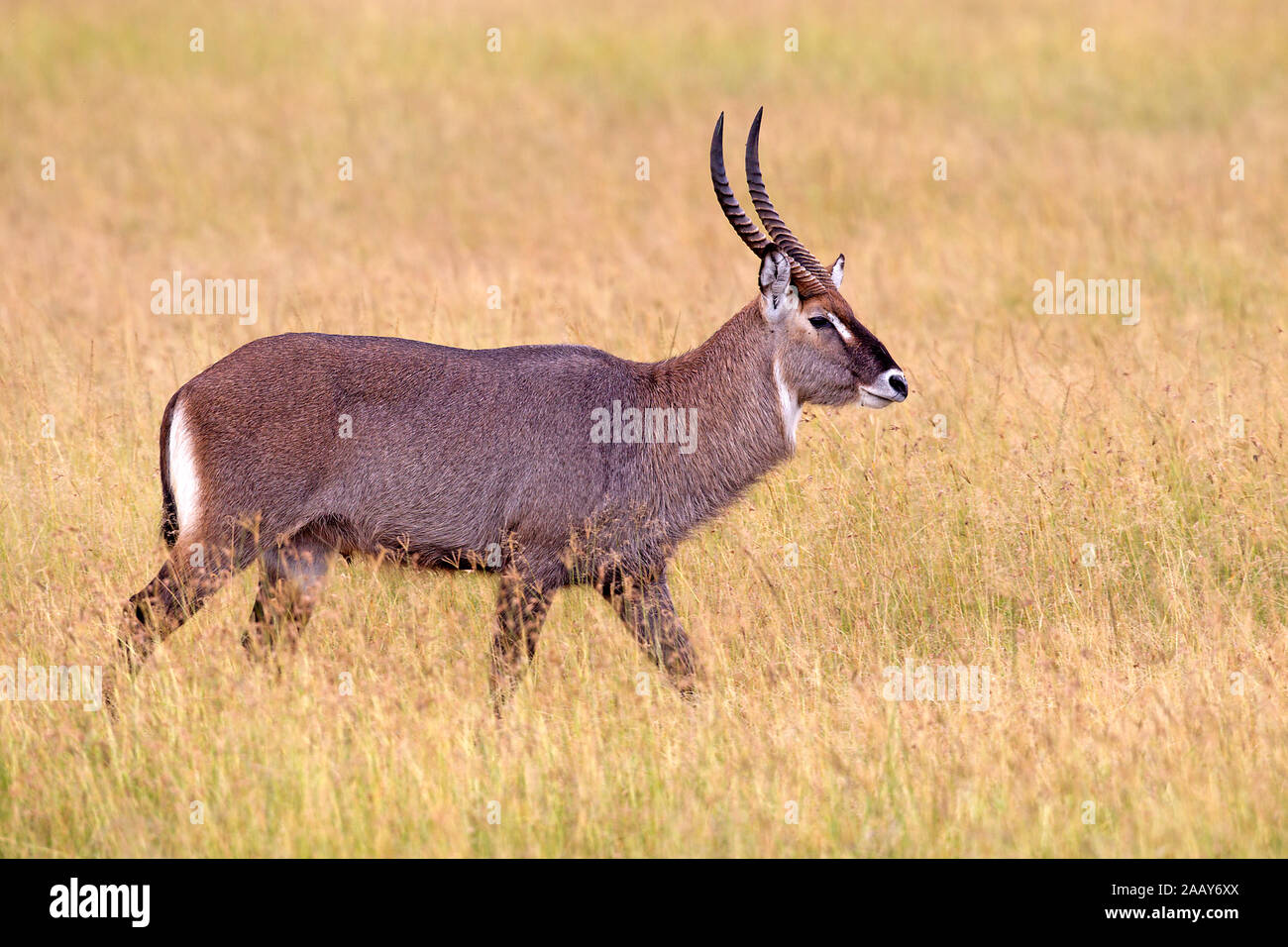 Wasserbock afrika hi-res stock photography and images - Alamy