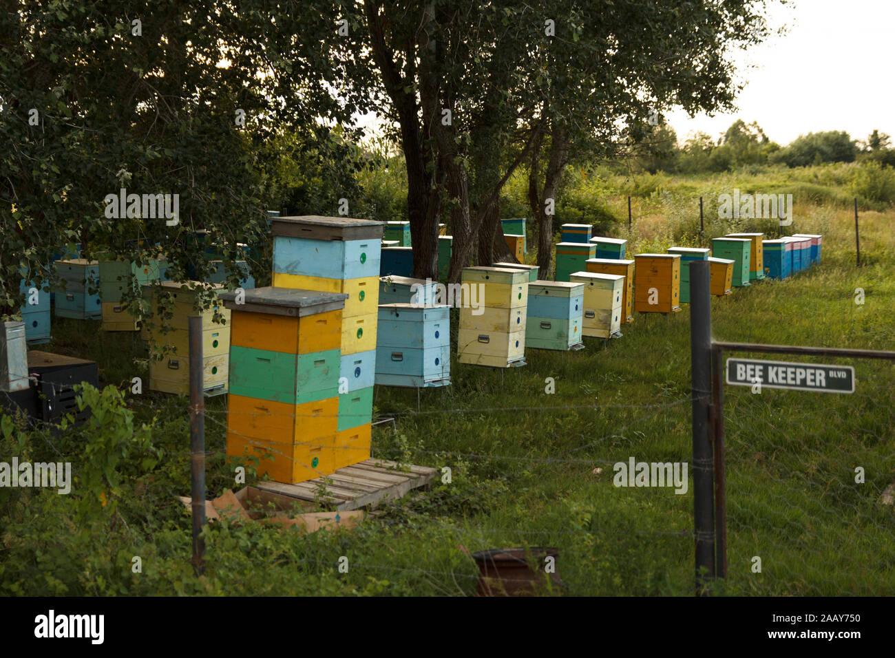 Beehive in colorful wooden boxes under the trees in wood. Rural area ...
