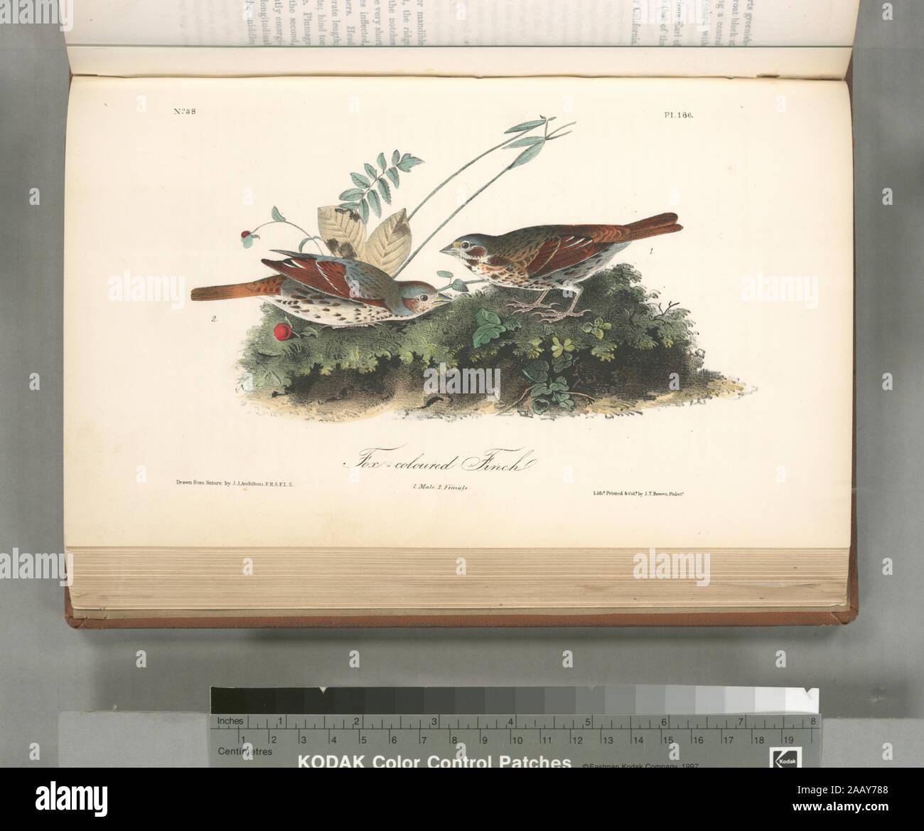 Fox-coloured Finch 1 Male 2 Female Fringilla iliaca.; Fox-coloured ...