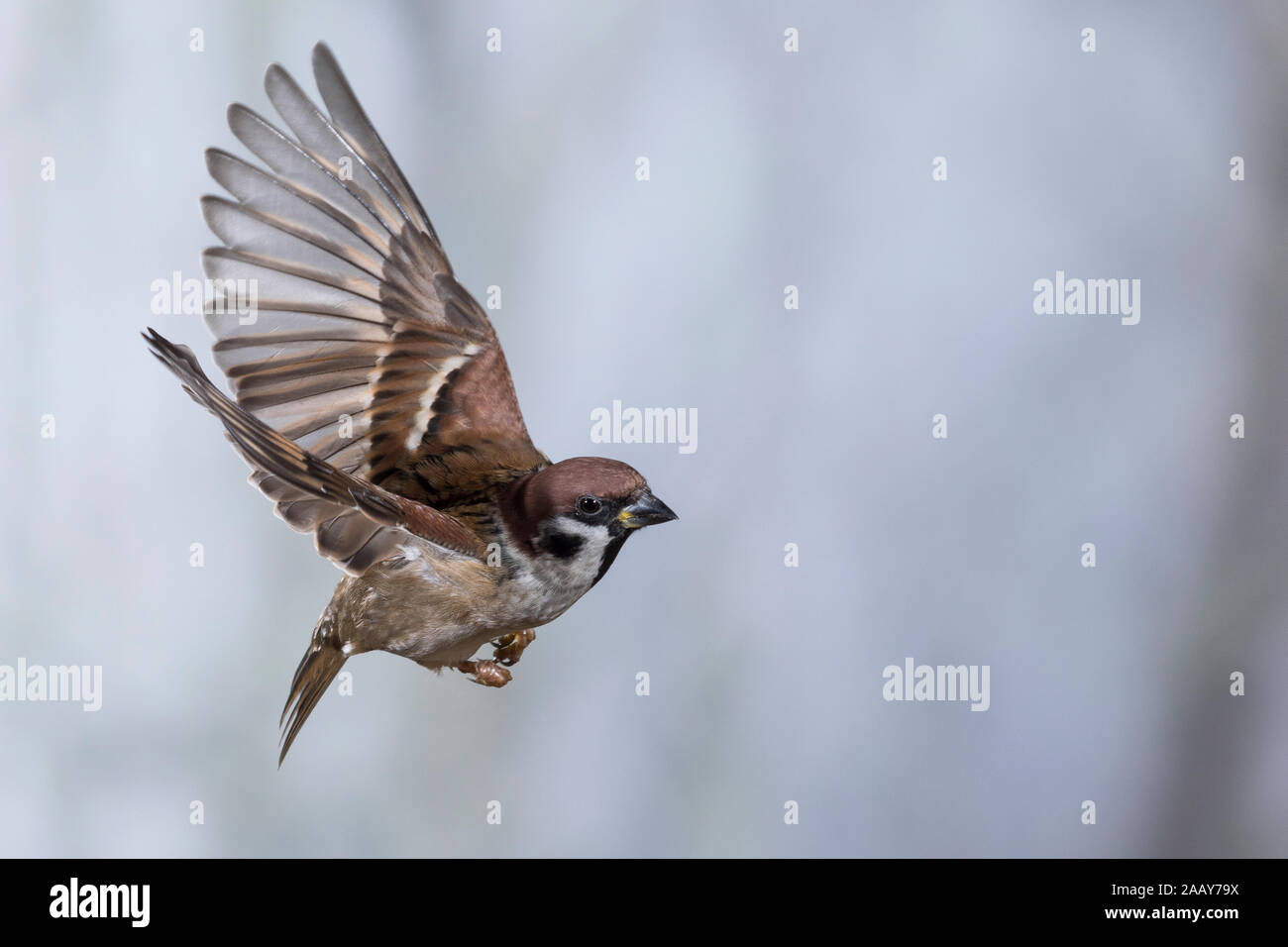 Feldspatz, Flug, fliegend, Flugbild, Feld-Spatz, Feldsperling, Feld ...