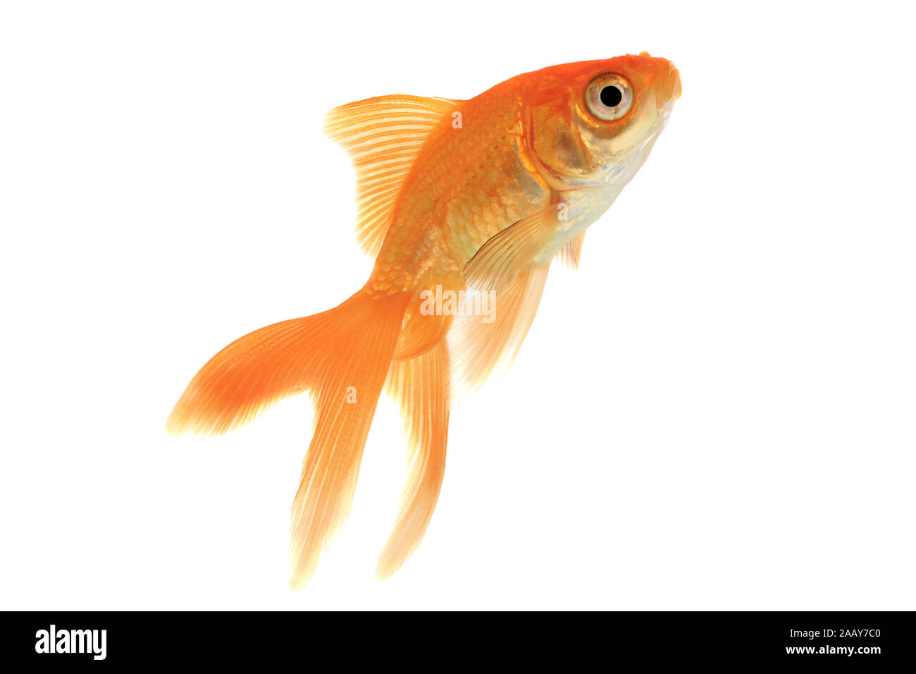 Goldfisch, Goldkarausche, Schleierschwanz, (Carassus auratus auratus ...