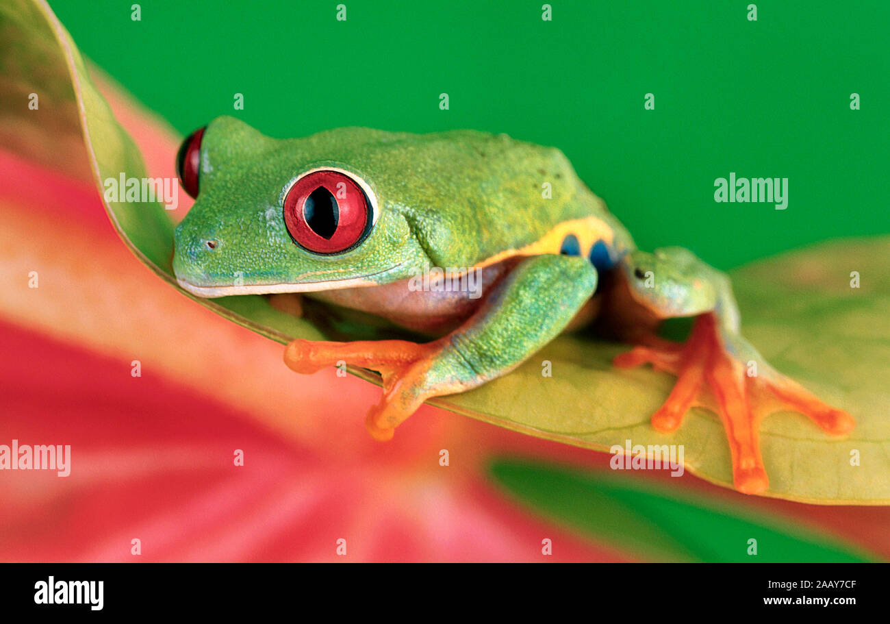 Rotaugenfrosch, Rotaugen-Laubfrosch, (Agalychnis callidryas Stock Photo ...