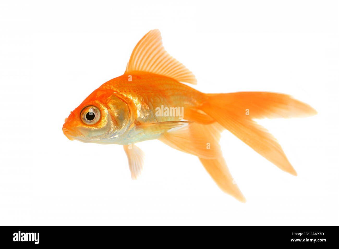 Goldfisch, Goldkarausche, Schleierschwanz, (Carassus auratus auratus ...