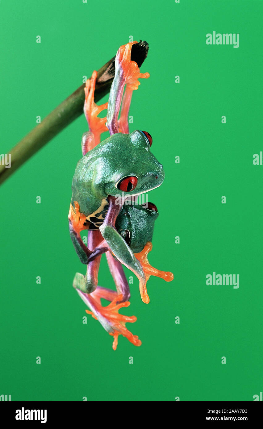 Rotaugenfrosch, Rotaugen-Laubfrosch, (Agalychnis callidryas Stock Photo ...