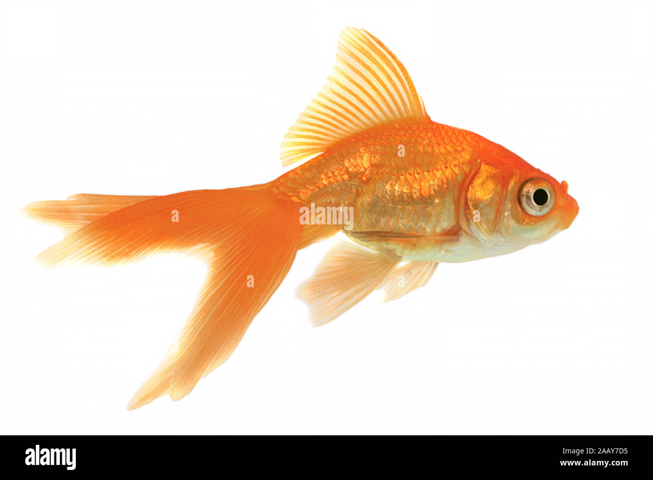 Goldfisch, Goldkarausche, Schleierschwanz, (Carassus auratus auratus ...