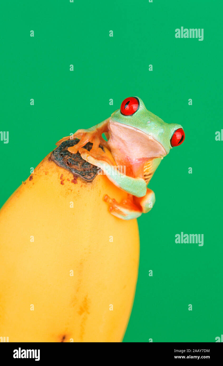 Rotaugenfrosch, Rotaugen-Laubfrosch, (Agalychnis callidryas Stock Photo ...