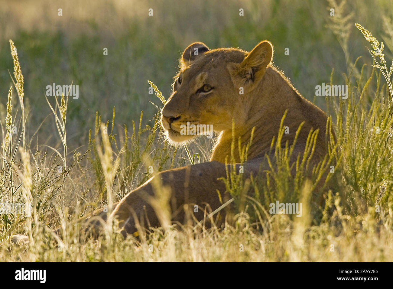 Loewe Panthera leo Lion Loewe im Gegenlicht der Abendsonne Kalahari ...