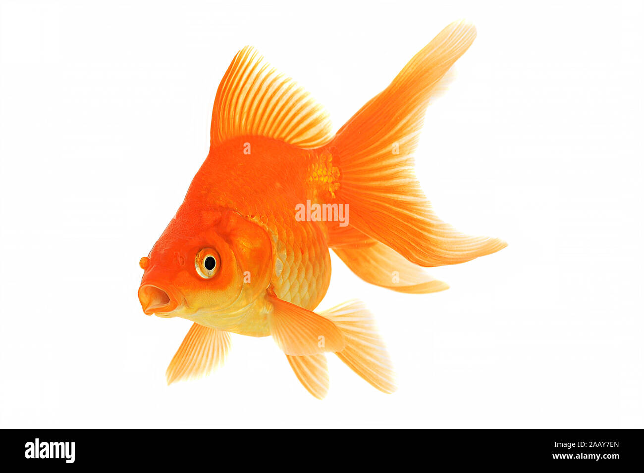 Goldfisch, Goldkarausche, Schleierschwanz, (Carassus auratus auratus ...