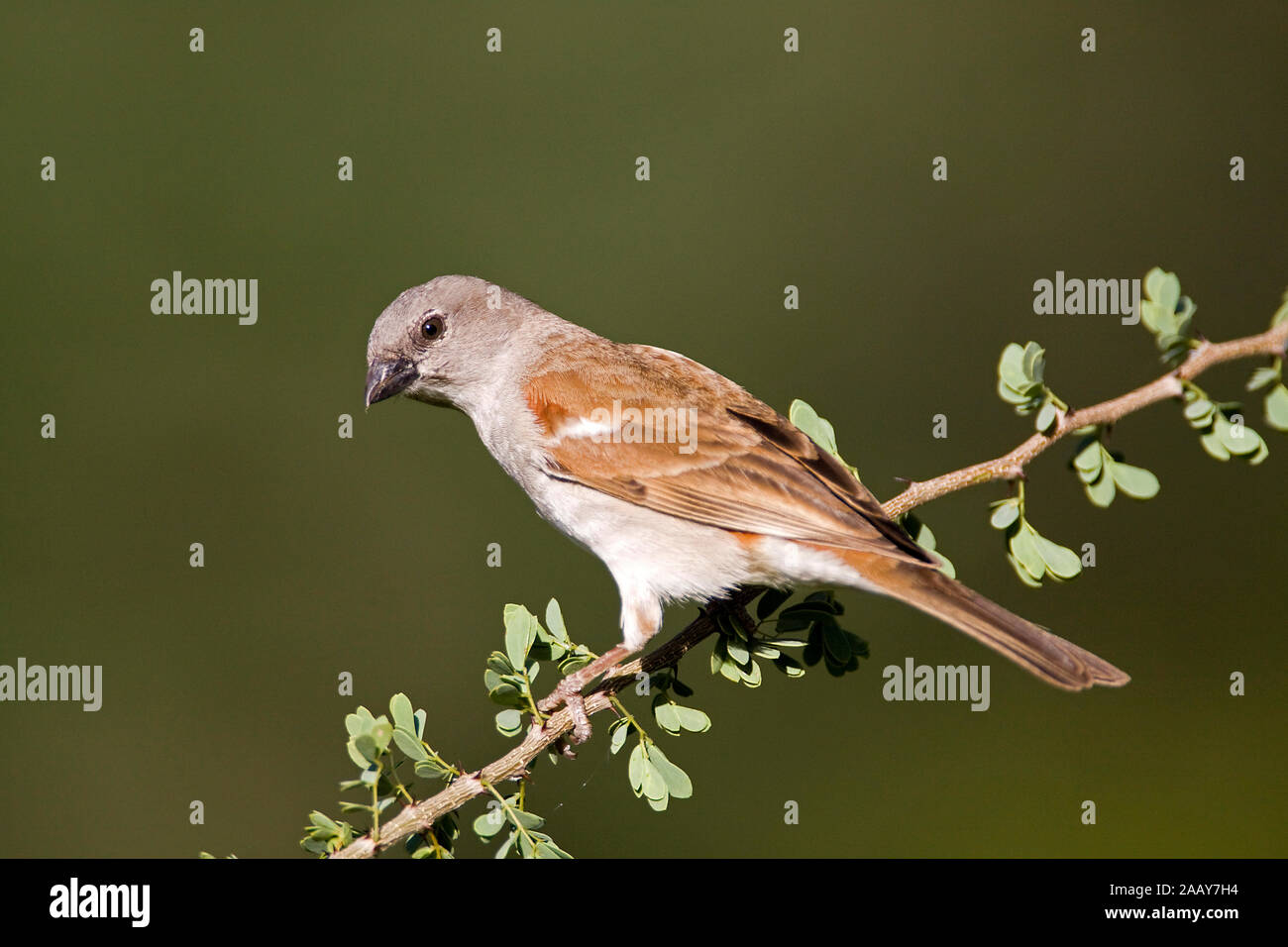 Grey headed sparrow hi-res stock photography and images - Alamy