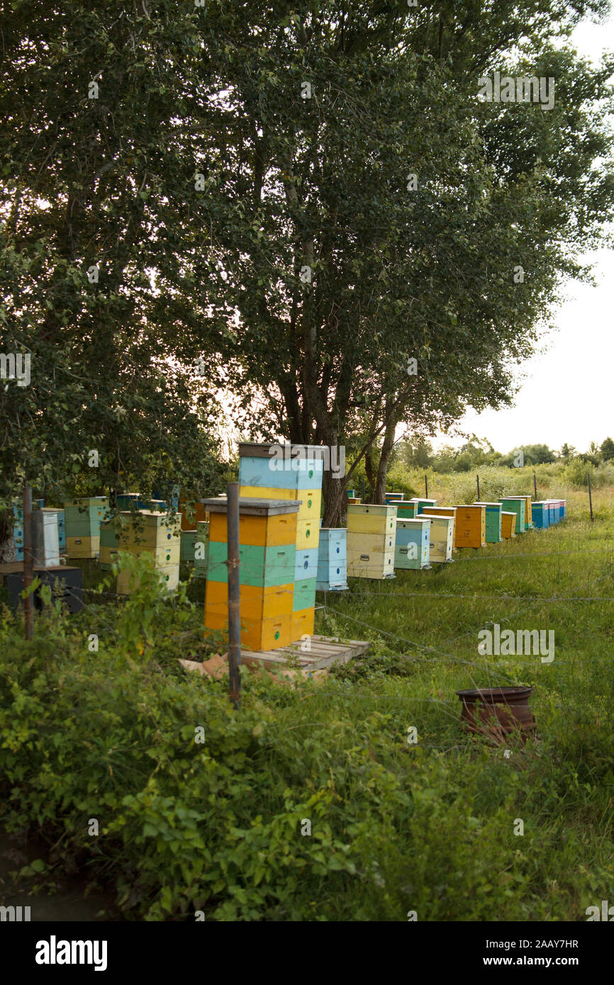 Beehive in colorful wooden boxes under the trees in wood. Rural area ...