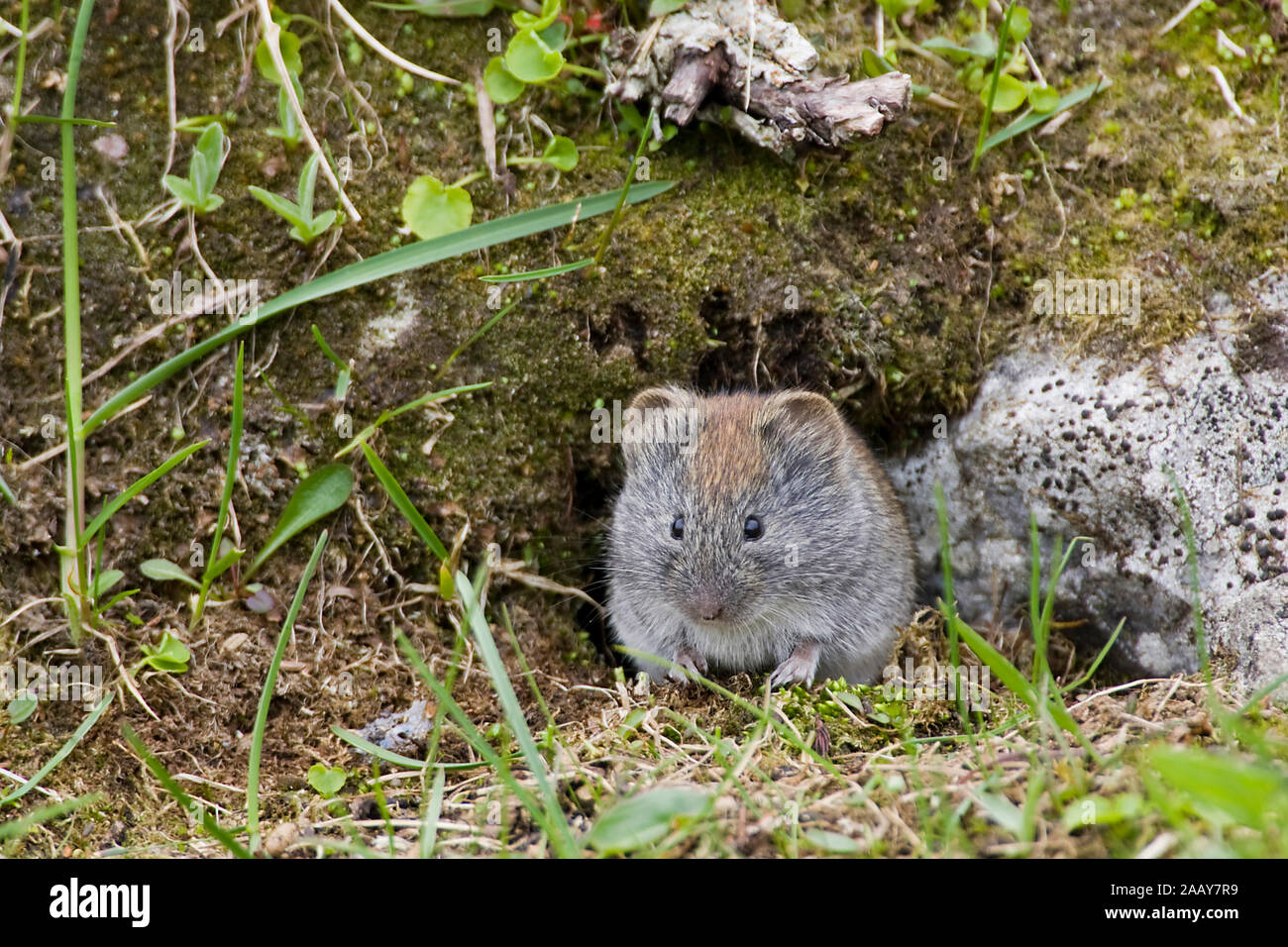 Grauroetelmaus | Grey-sided Vole Stock Photo - Alamy