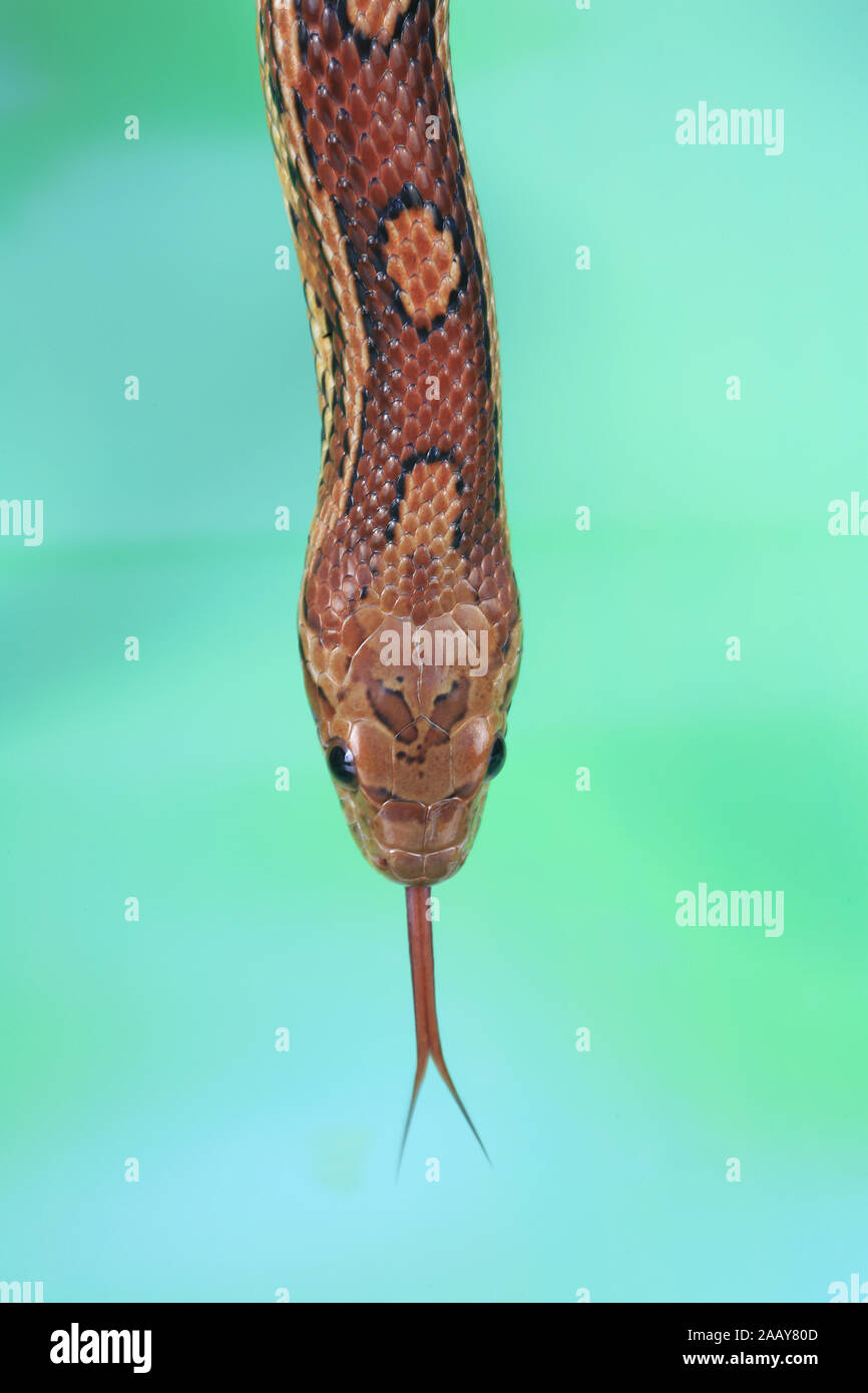 Schlangen zunge hi-res stock photography and images - Alamy