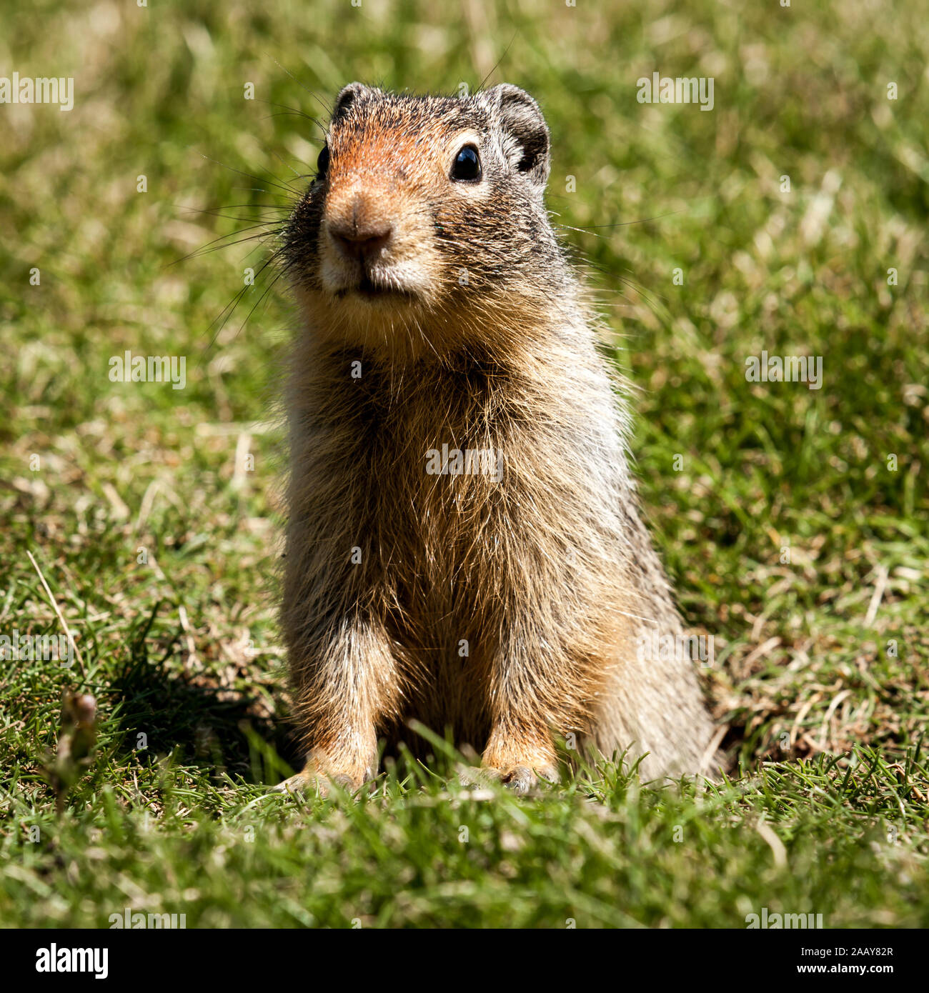 North american ground squirrel hi-res stock photography and images - Alamy