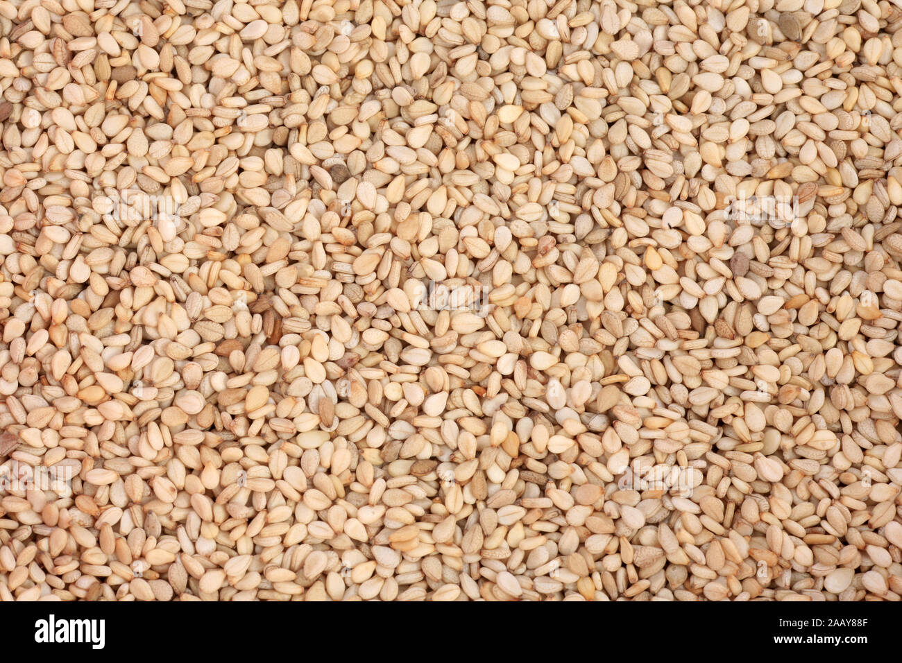 Sesam (Sesamum indicum), Sesam, ungeschaelt | sesamum, sesame (Sesamum ...
