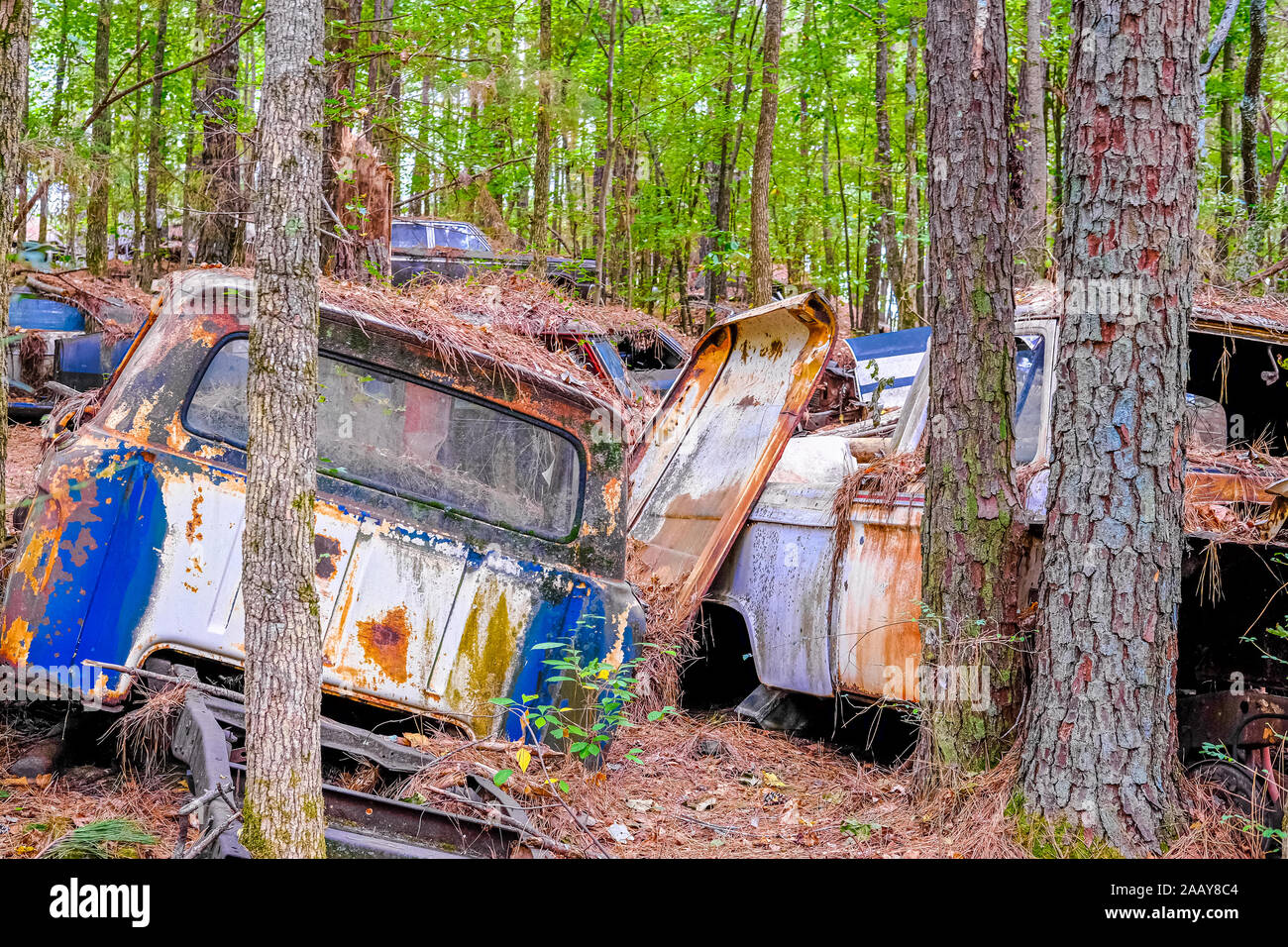 Wrecked Cars in Trees Stock Photo - Alamy