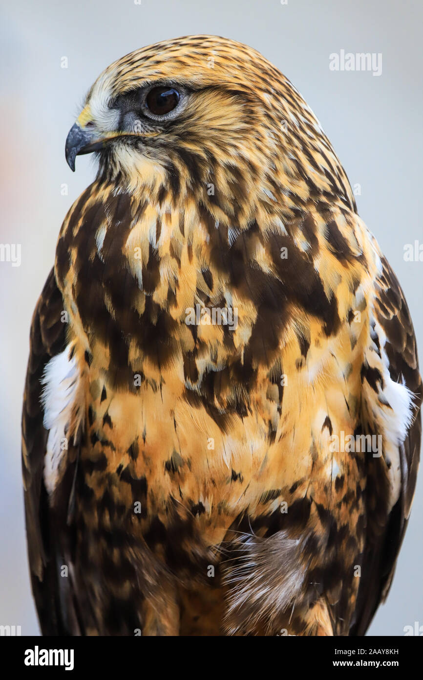 Red tail hawk closeup vertical Stock Photo - Alamy