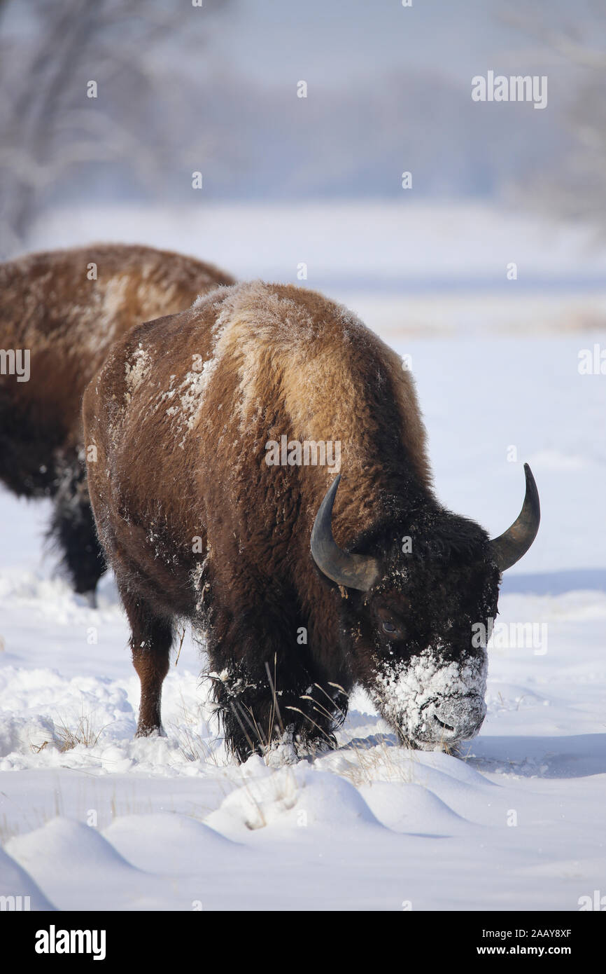 Bull bison buffalo vertical portrait covered in snow in winter Stock ...
