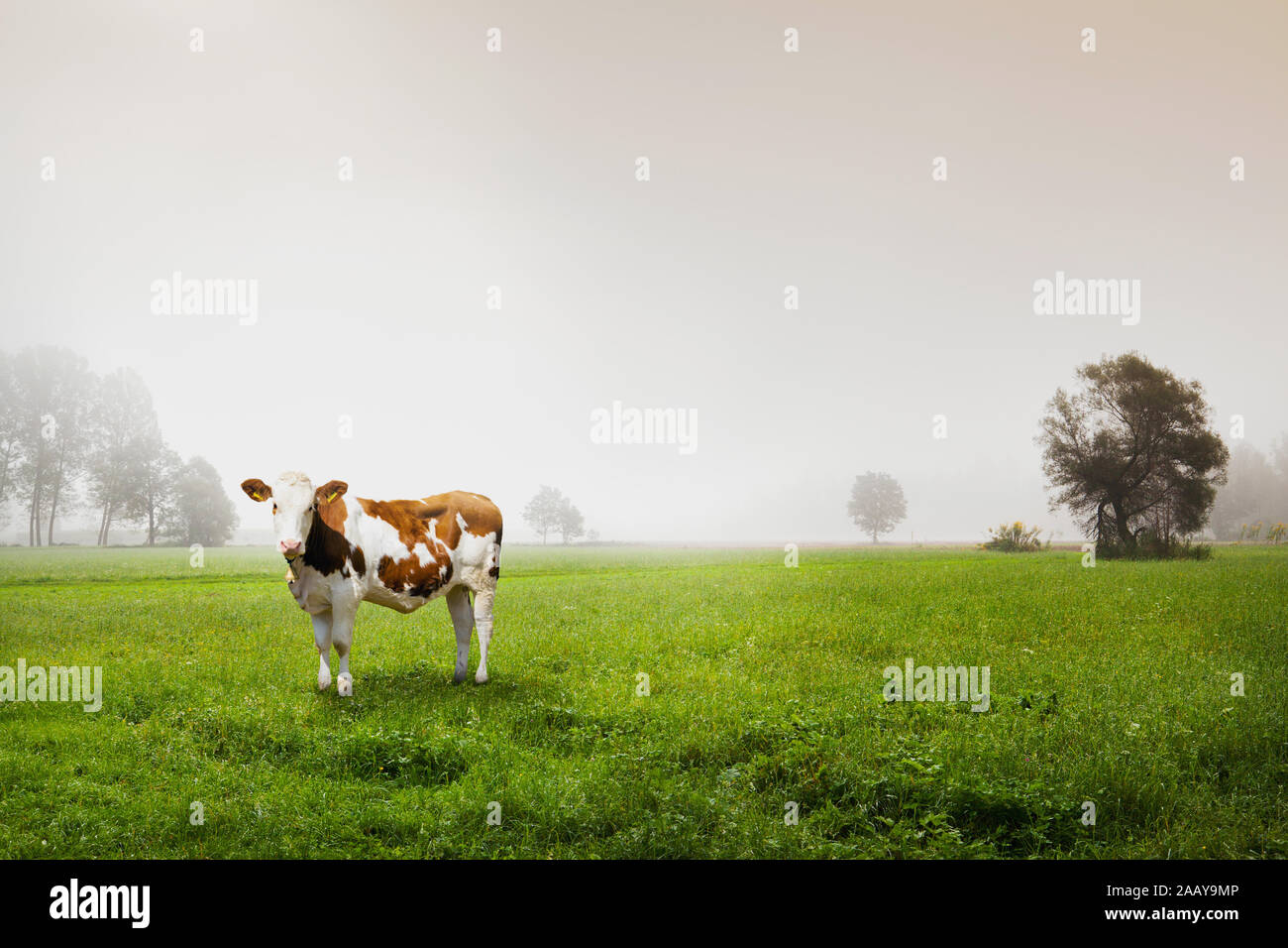 Lonely cow hi-res stock photography and images - Alamy