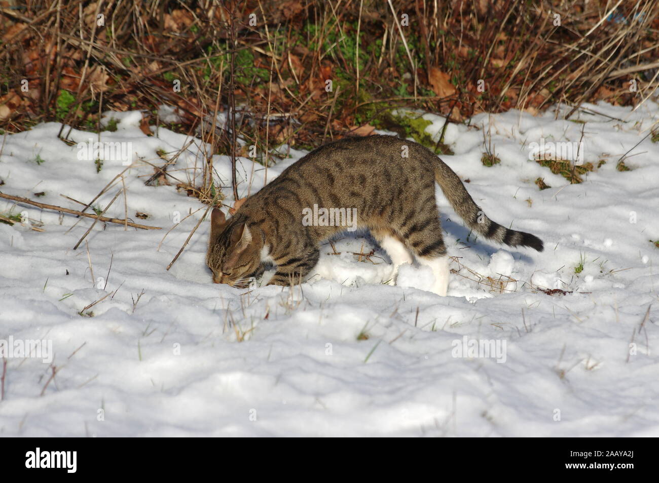 Tabby cat hunting in snow Stock Photo - Alamy