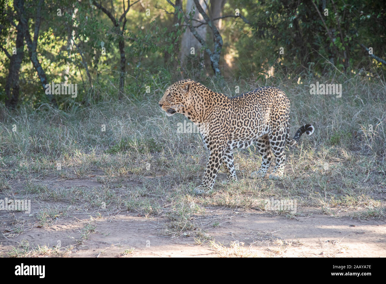 Male african leopard portrait hi-res stock photography and images - Alamy