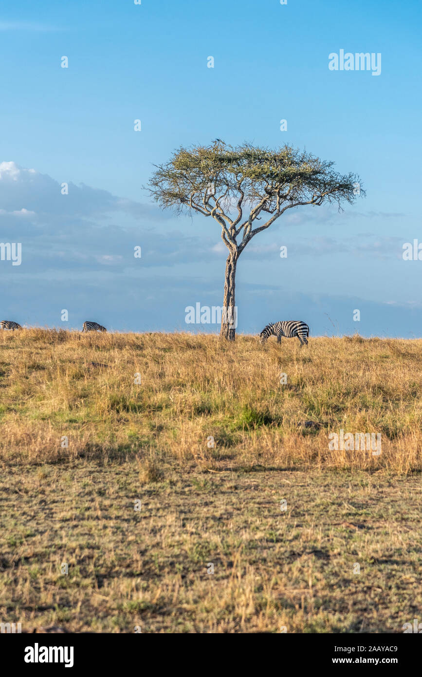 Beautiful landscapes during great migration season in Maasai Mara ...