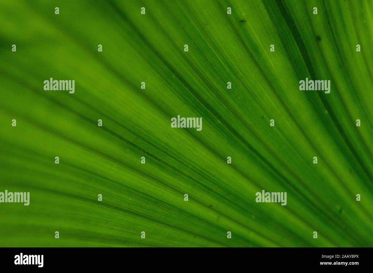 plant texture; leaf lines of a plant in different shades of green ...