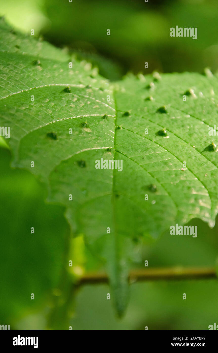 Bumps on the leaf hi-res stock photography and images - Alamy
