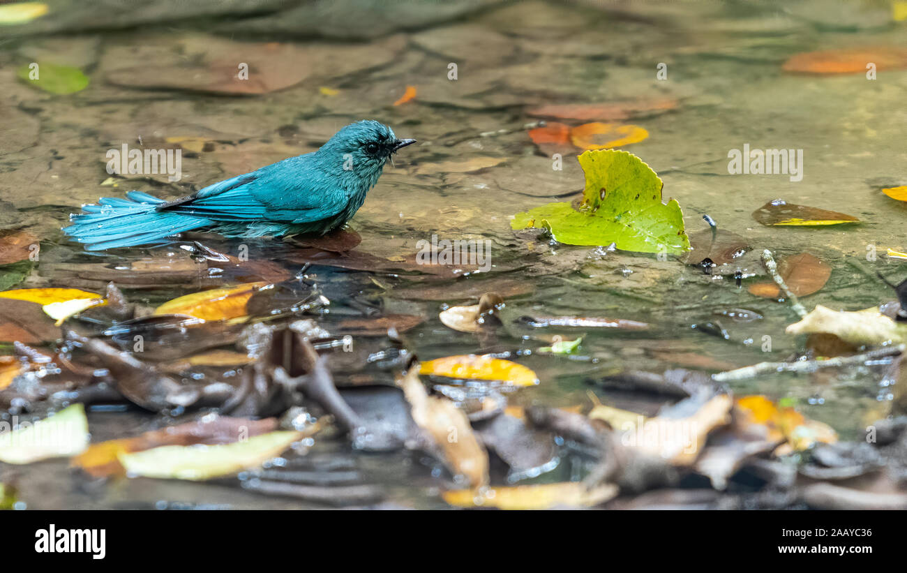 Verditer flycatcher hi-res stock photography and images - Alamy