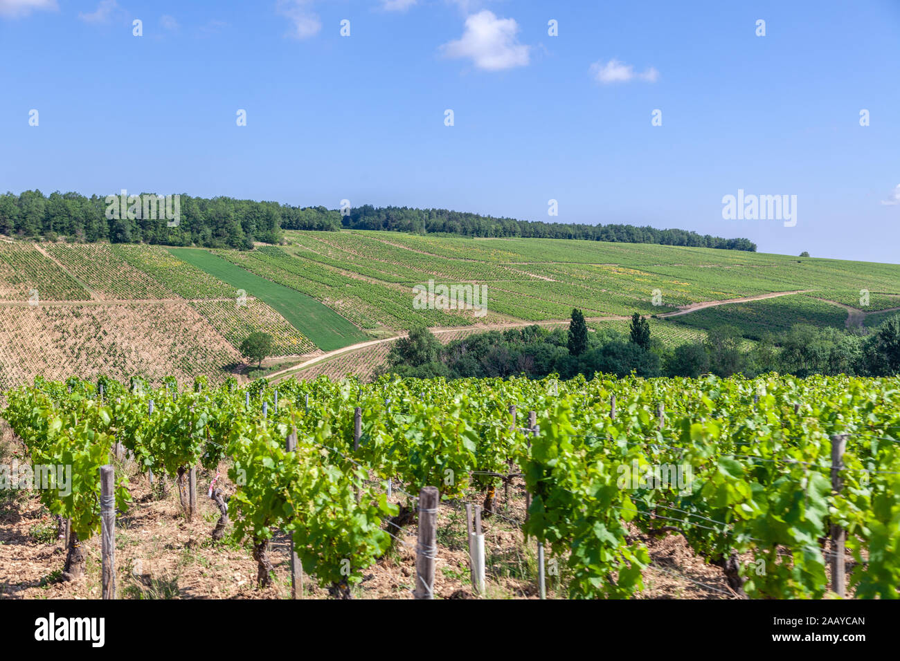 Closeup panoramic shot rows summer vineyard scenic landscape, hills, plantation, beautiful wine ...
