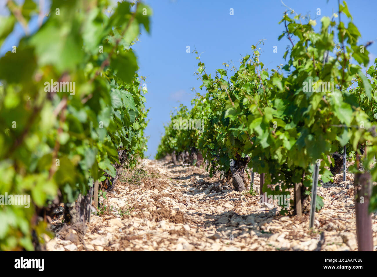Closeup panoramic shot rows summer vineyard scenic landscape, hills, plantation, beautiful wine ...