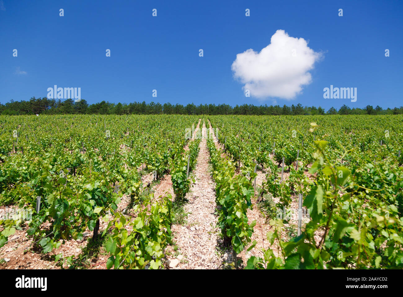 Closeup panoramic shot rows summer vineyard scenic landscape, hills, plantation, beautiful wine ...