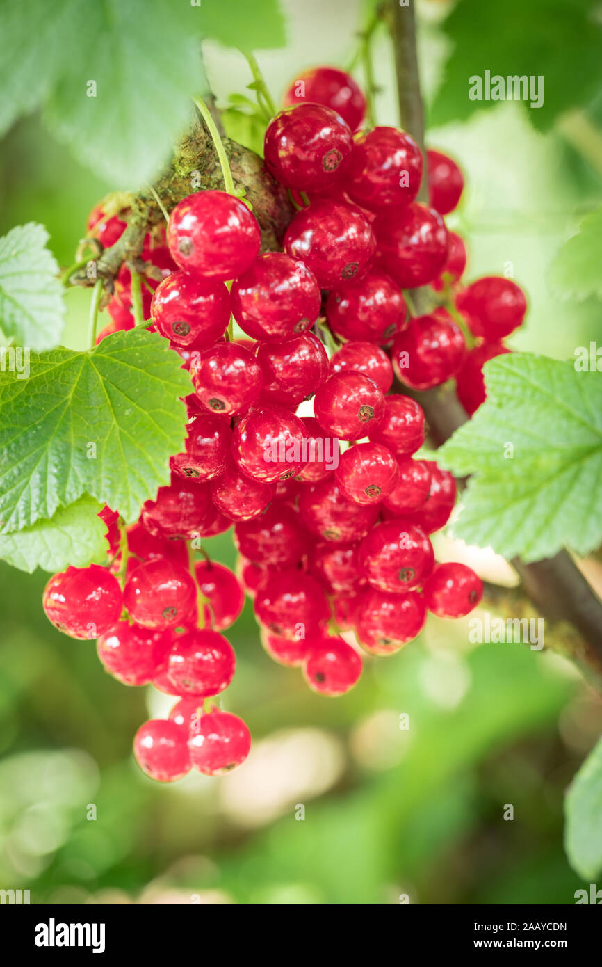 homegrown red currant on the plant just before harvesting with visible ...