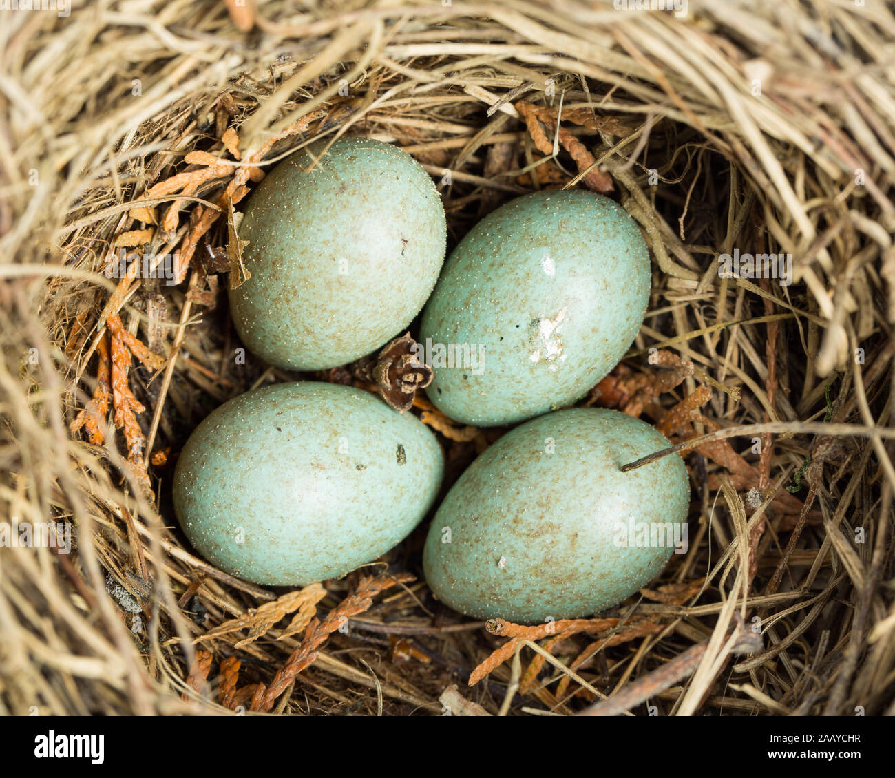 Thrasher Bird Eggs