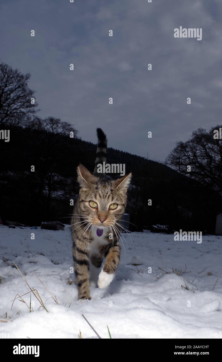 Tabby cat hunting in snow Stock Photo - Alamy