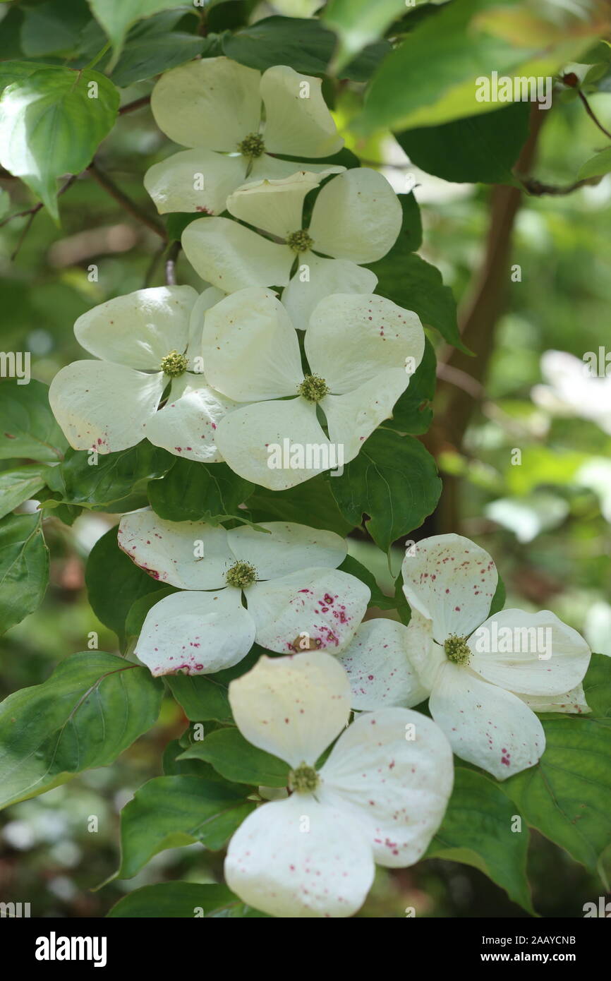 Open flowers of a Cornus x Venus tree Stock Photo - Alamy