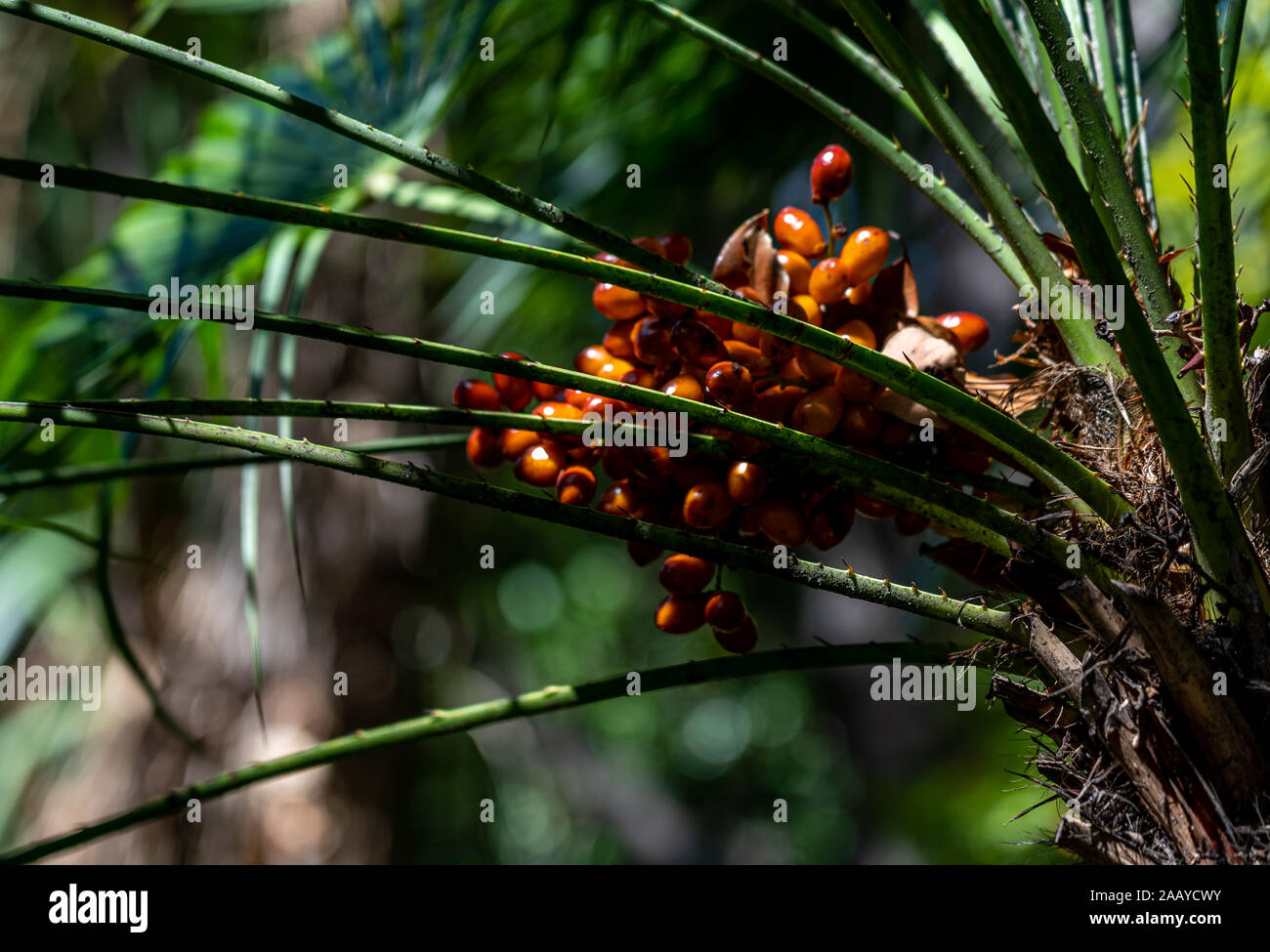 Red orange palm tree seeds hi-res stock photography and images - Alamy