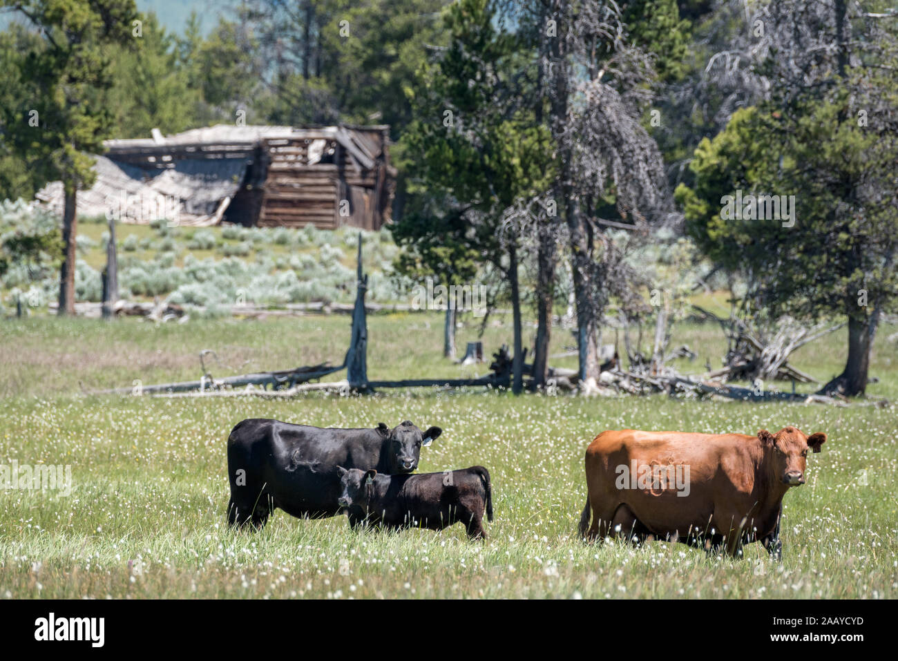 Cattle grazing in Malheur National Forest, Oregon Stock Photo - Alamy