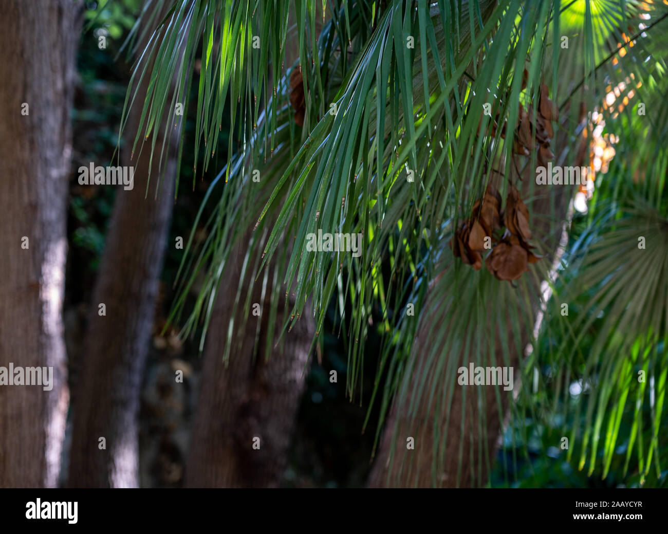 Red orange palm tree seeds hi-res stock photography and images - Alamy