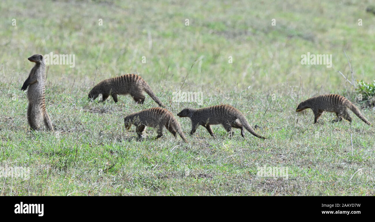 Foraging for invertebrates hi-res stock photography and images - Alamy
