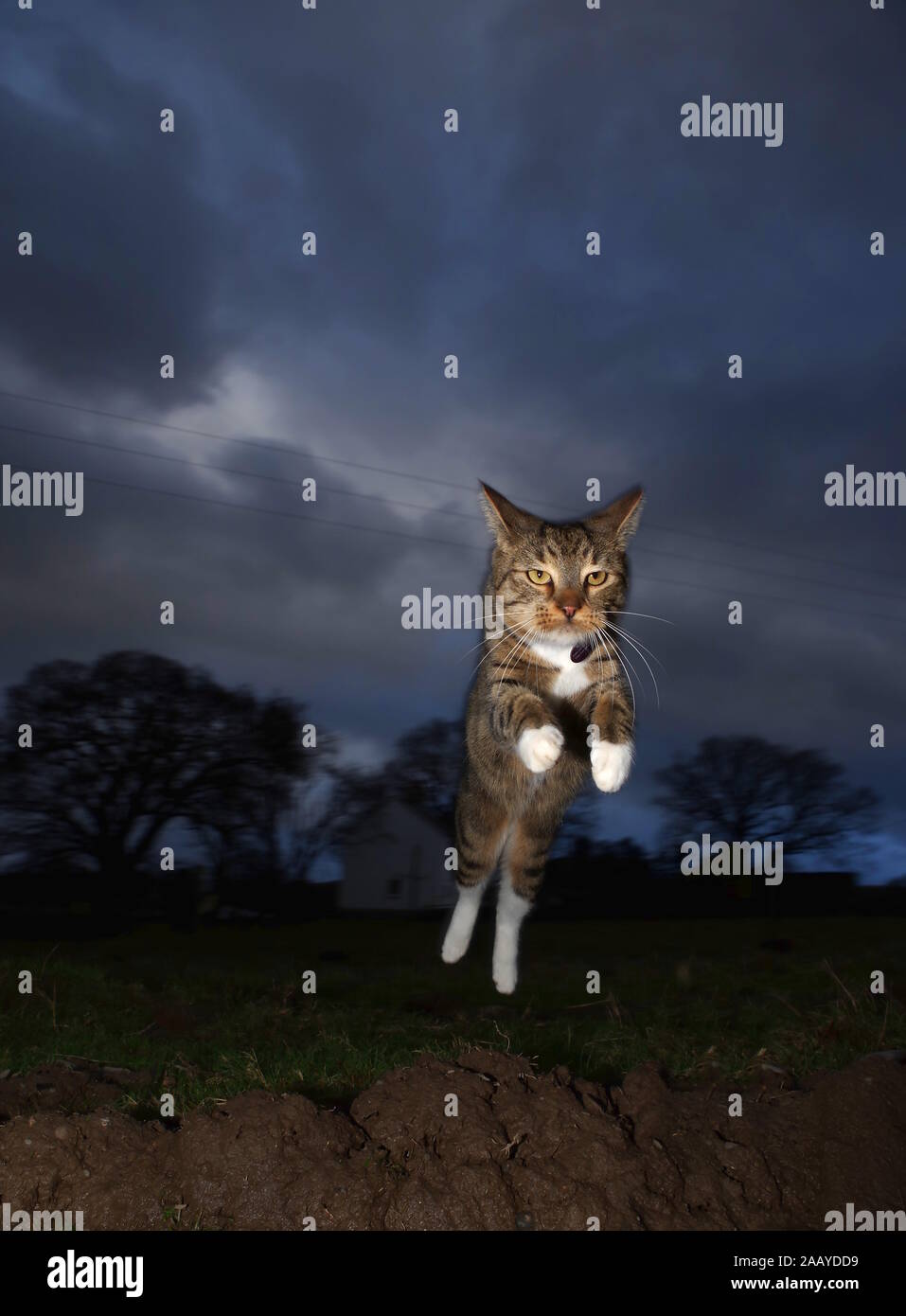 Tabby cat hunting at night Stock Photo - Alamy