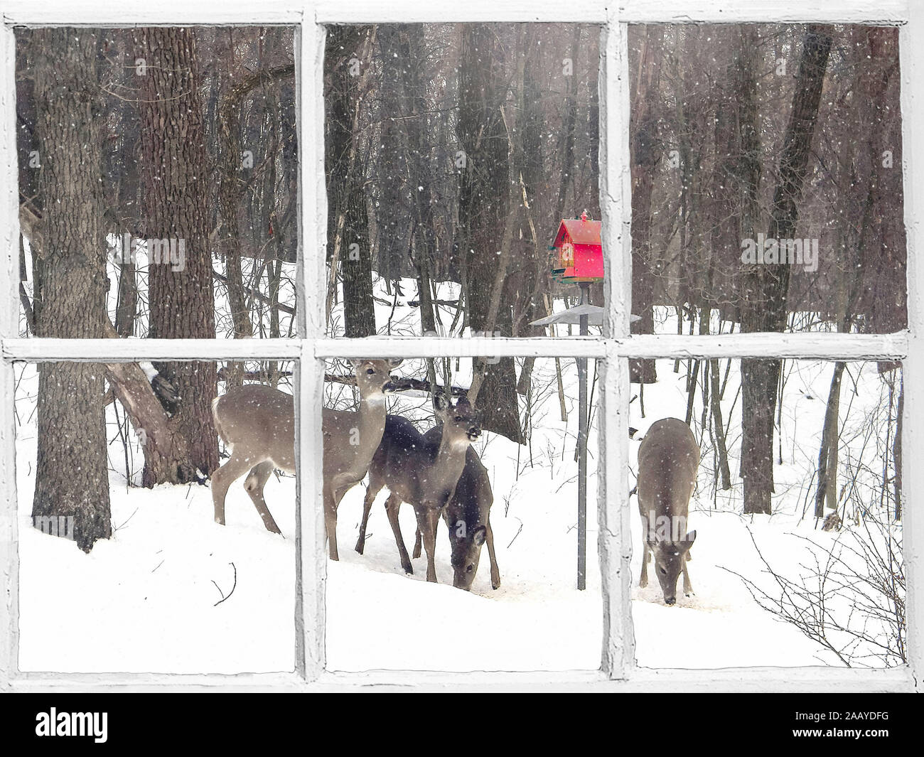 window view of herd of white tailed deer in snow with red birdhouse ...