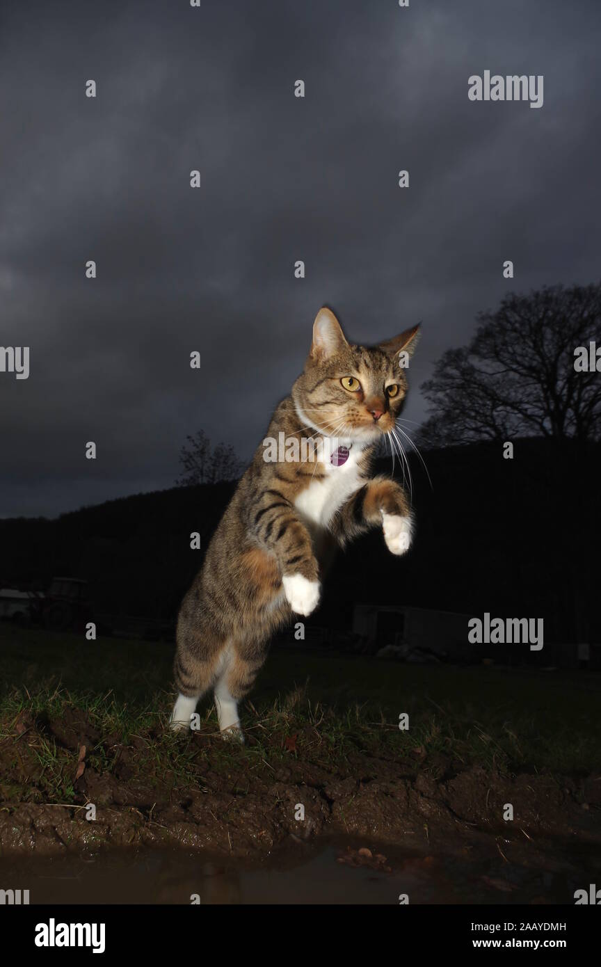 Tabby cat hunting at night Stock Photo - Alamy
